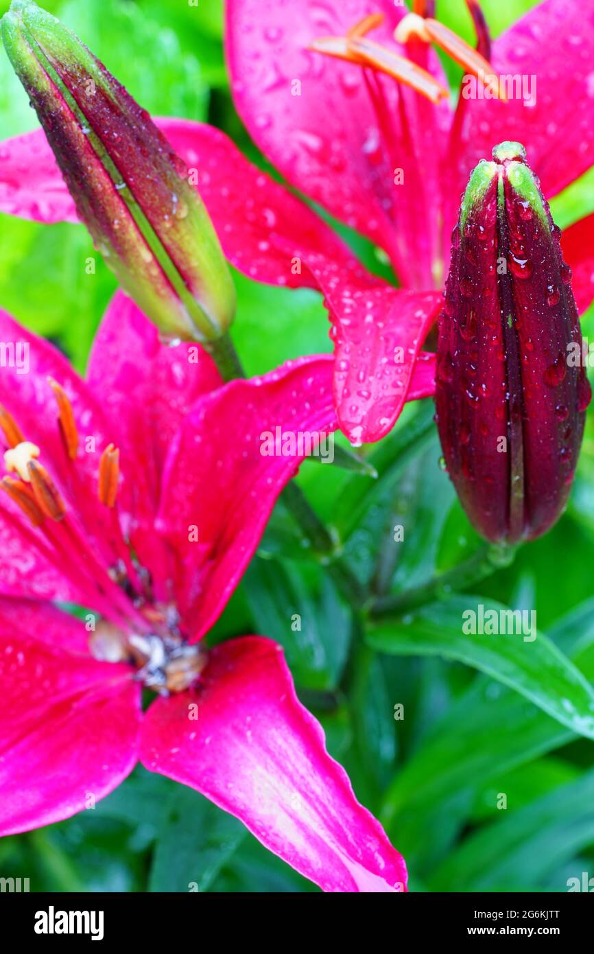 Lily pollen stain hi-res stock photography and images - Alamy