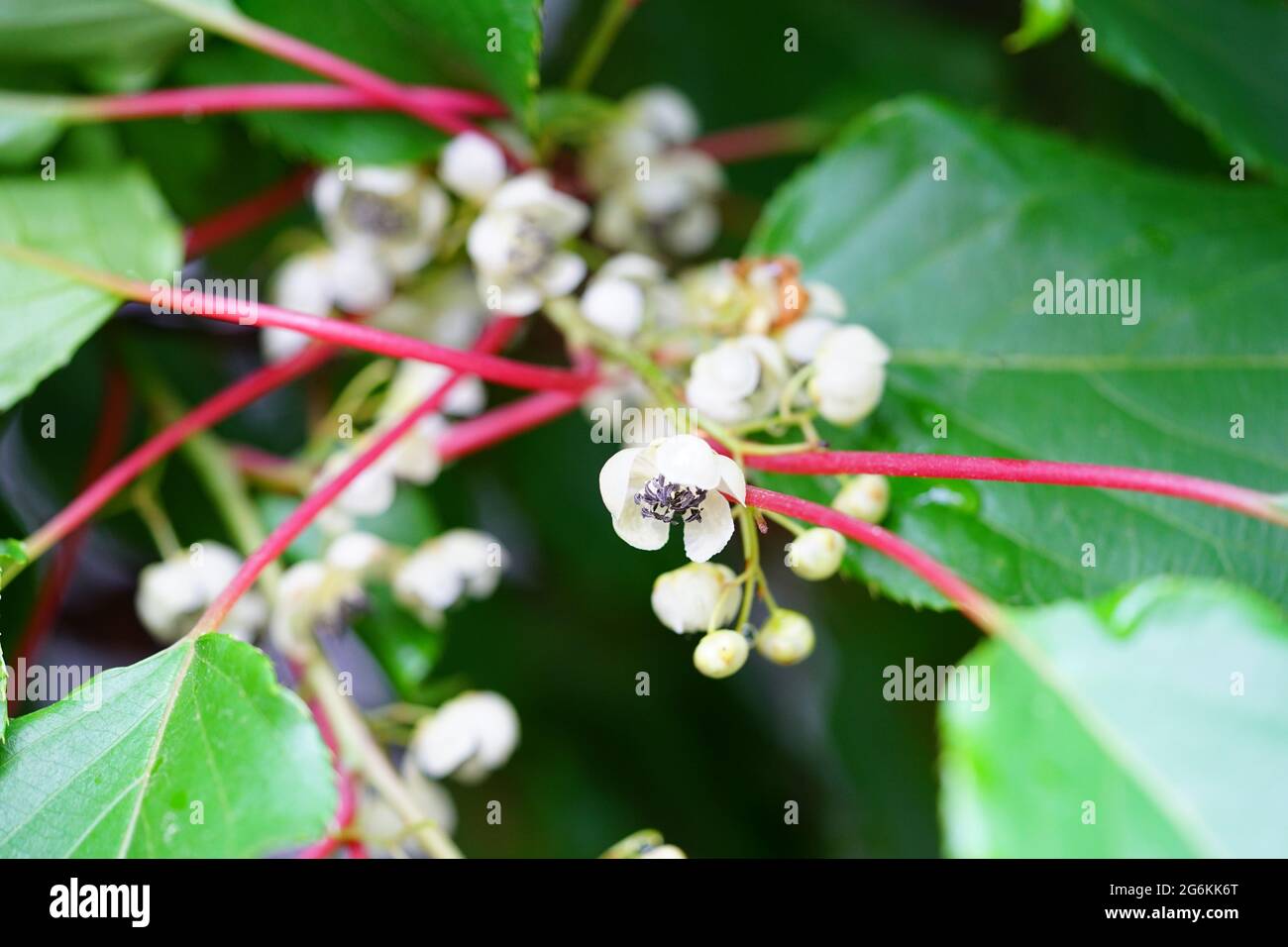 Flower and leaves of the baby kiwi berry fruit (actinidia arguta ...