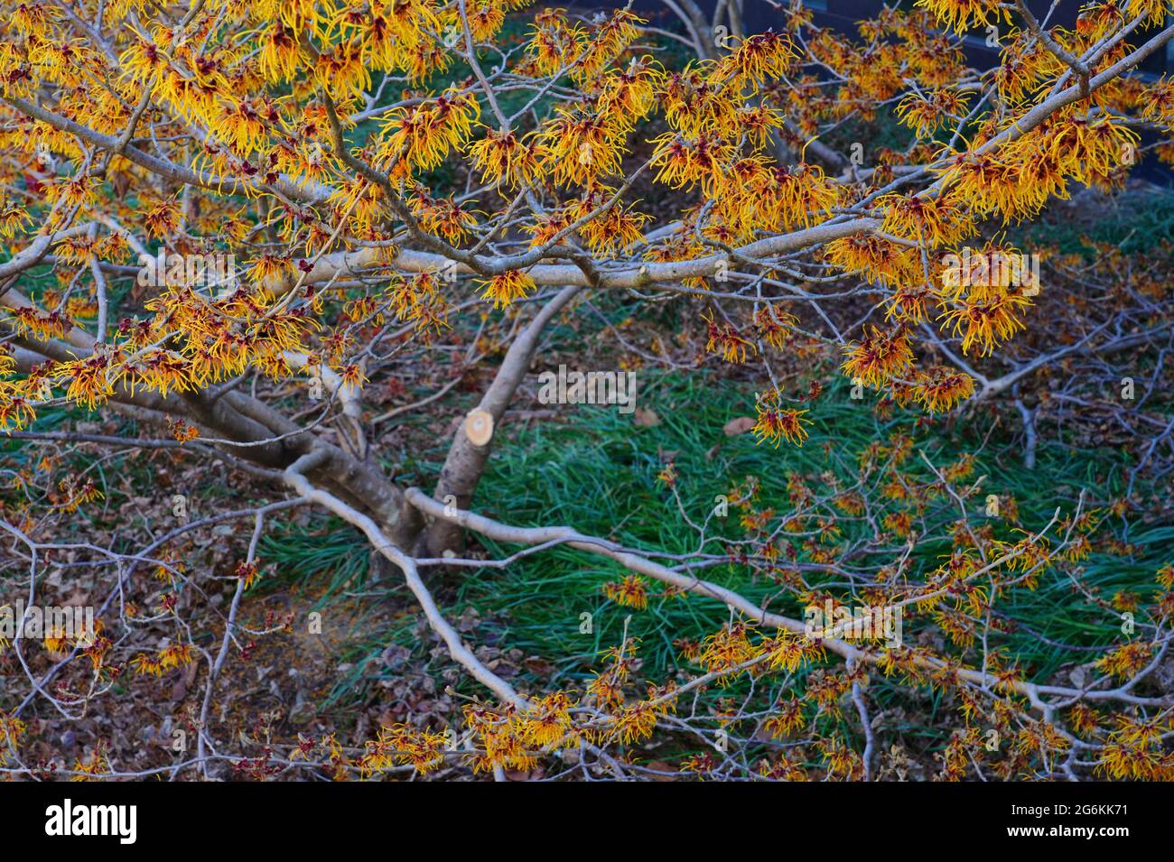 Yellow orange flowers of witch hazel hamamelis shrub Stock Photo - Alamy