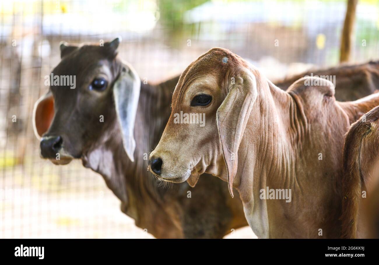 Calf baby cow pet bovine hi-res stock photography and images - Alamy