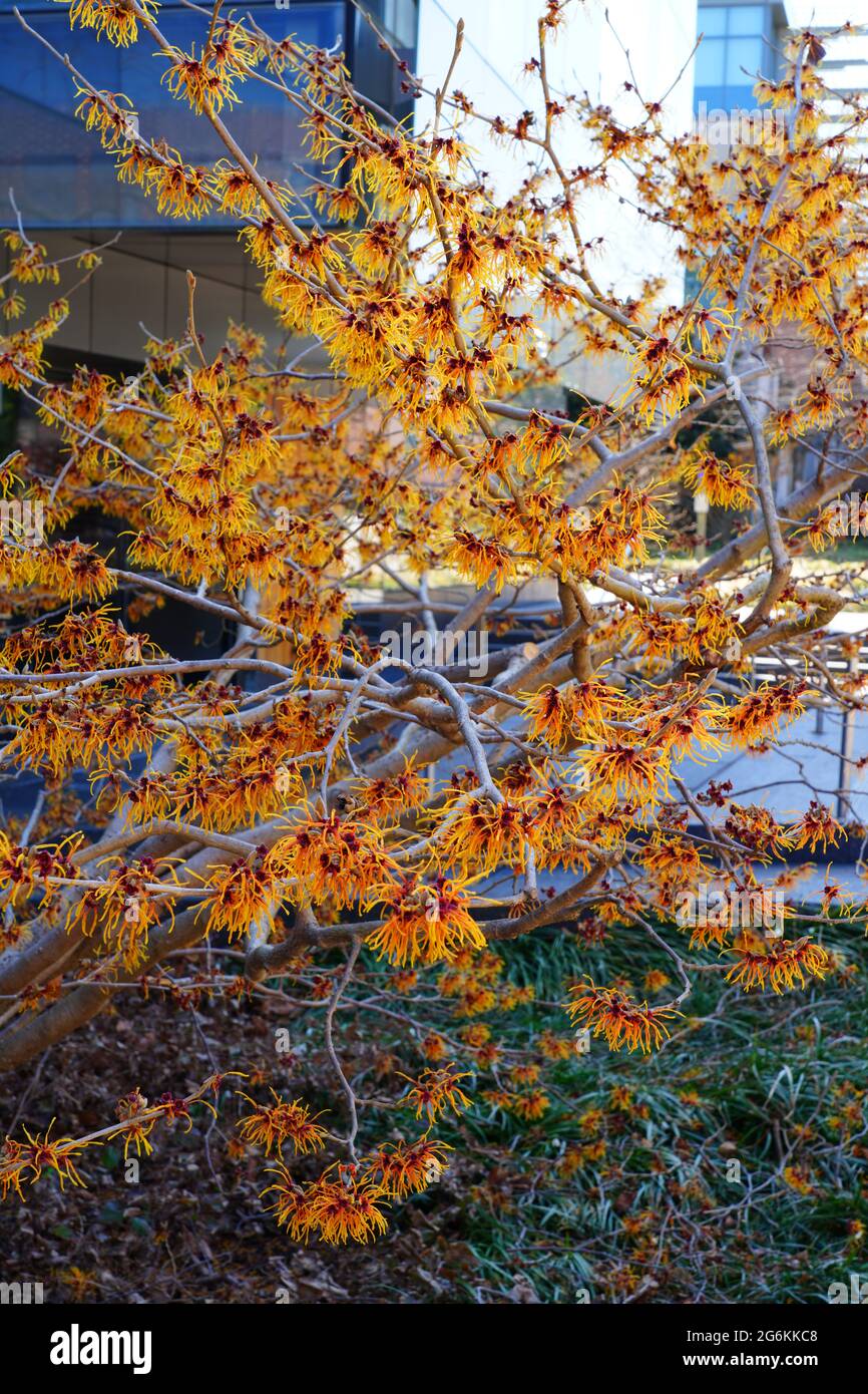 Yellow orange flowers of witch hazel hamamelis shrub Stock Photo - Alamy
