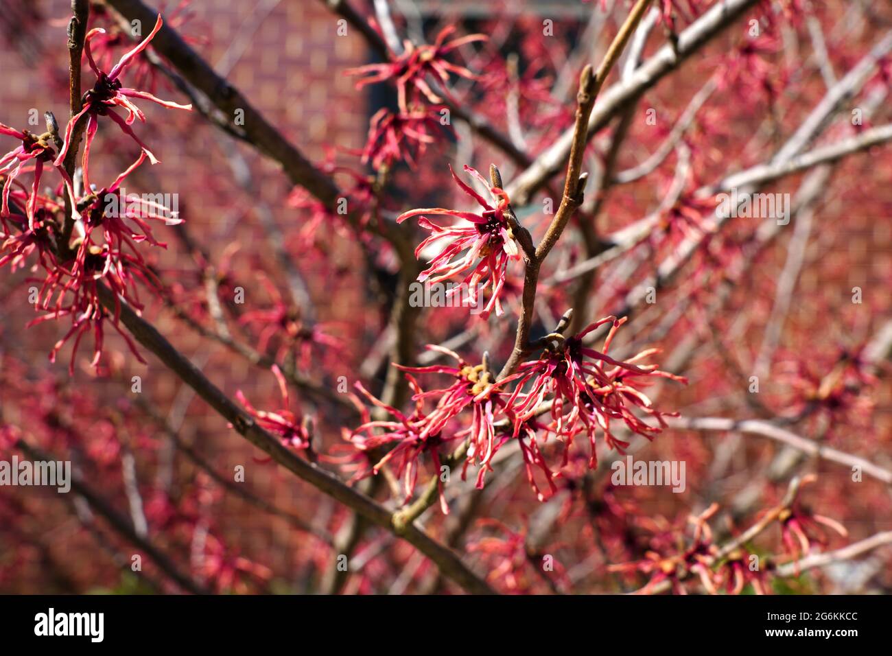 Yellow orange flowers of witch hazel hamamelis shrub Stock Photo - Alamy