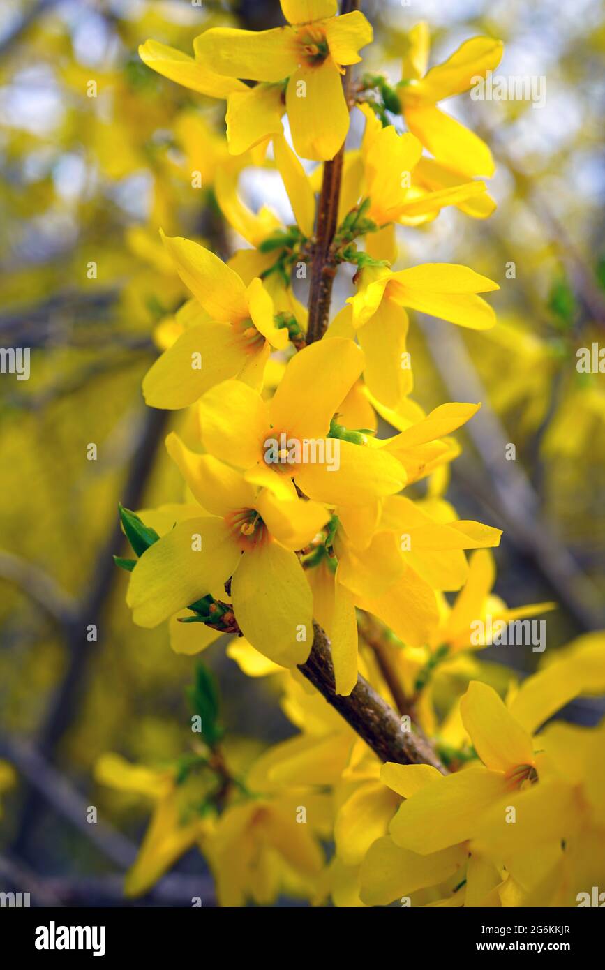 Yellow branches of forsythia flowers in bloom Stock Photo - Alamy