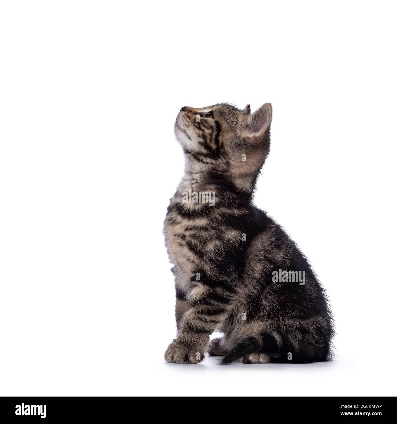 Sweet little brown house cat kitten, sitting up side ways. Looking up ...