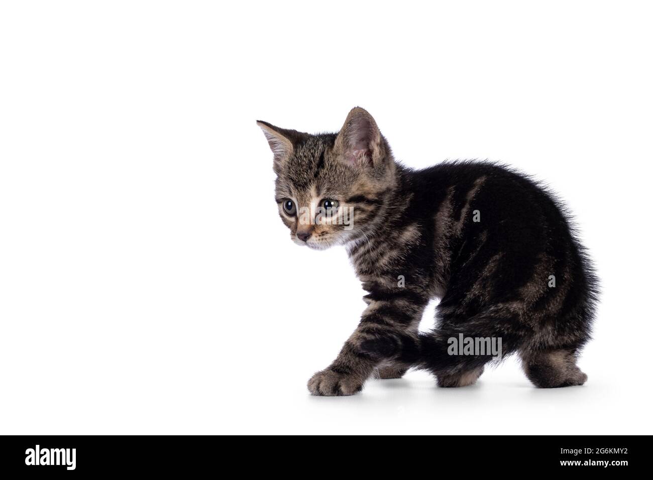 Sweet little brown house cat kitten, standing backwards. Looking over ...
