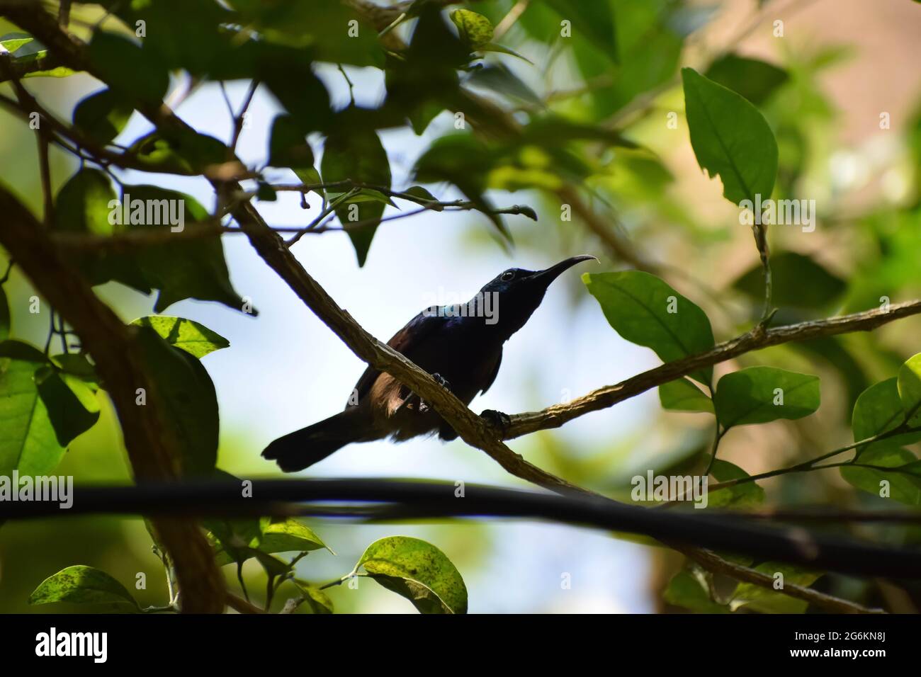 Spiderhunbter sparrow on branch of a tree Stock Photo - Alamy