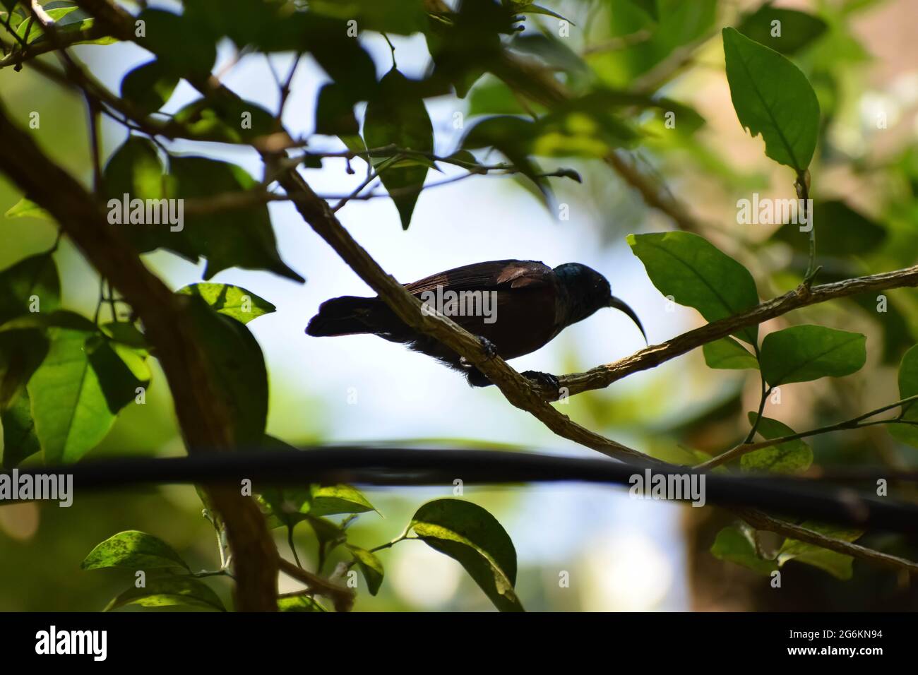 Spiderhunbter sparrow on branch of a tree Stock Photo - Alamy