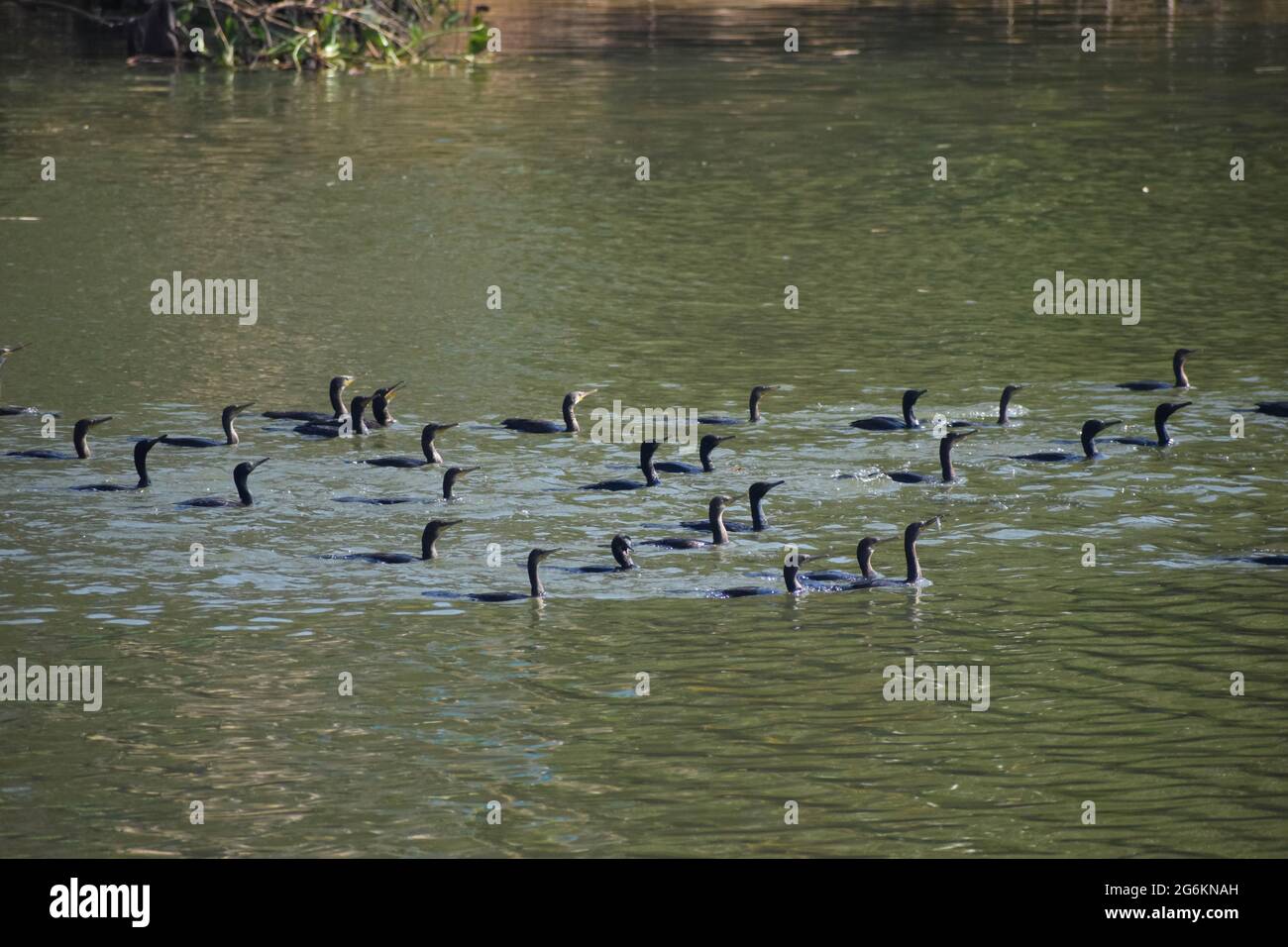 Cormorant bird family hi-res stock photography and images - Alamy