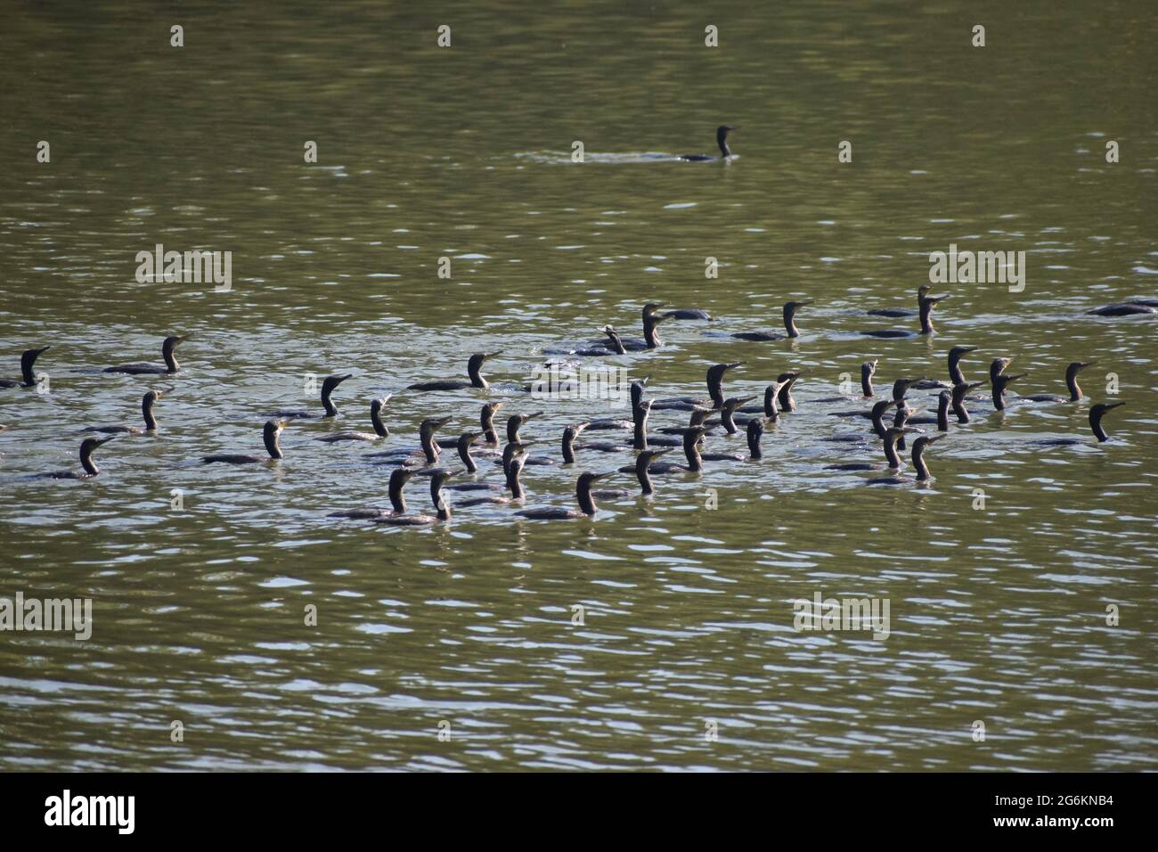Flock of Little Cormorant Stock Photo - Alamy