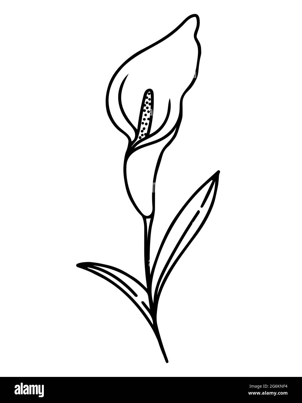 Calla Lily Drawing Outline