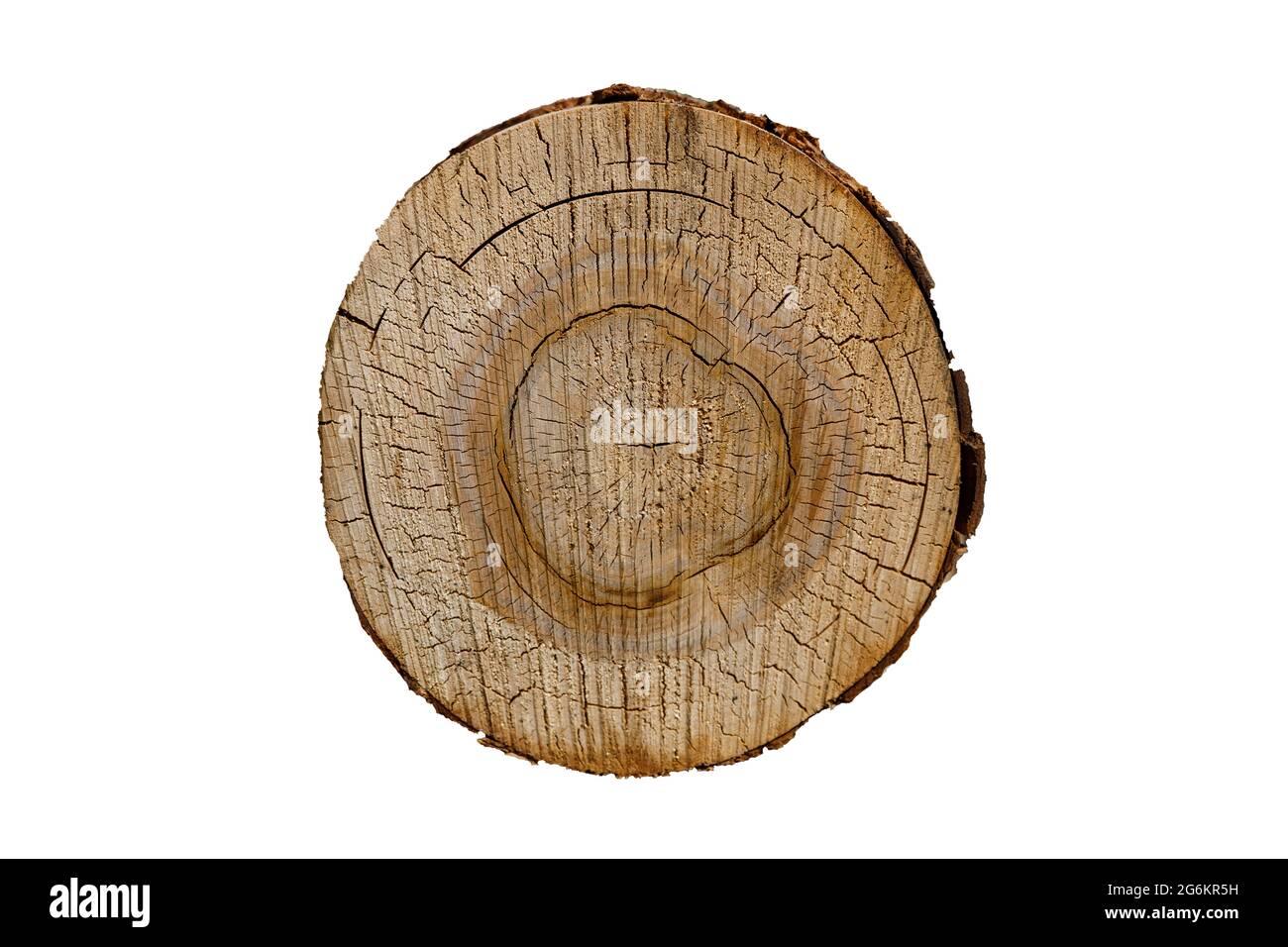 trunk birch in cross-section isolated on a white background. High ...