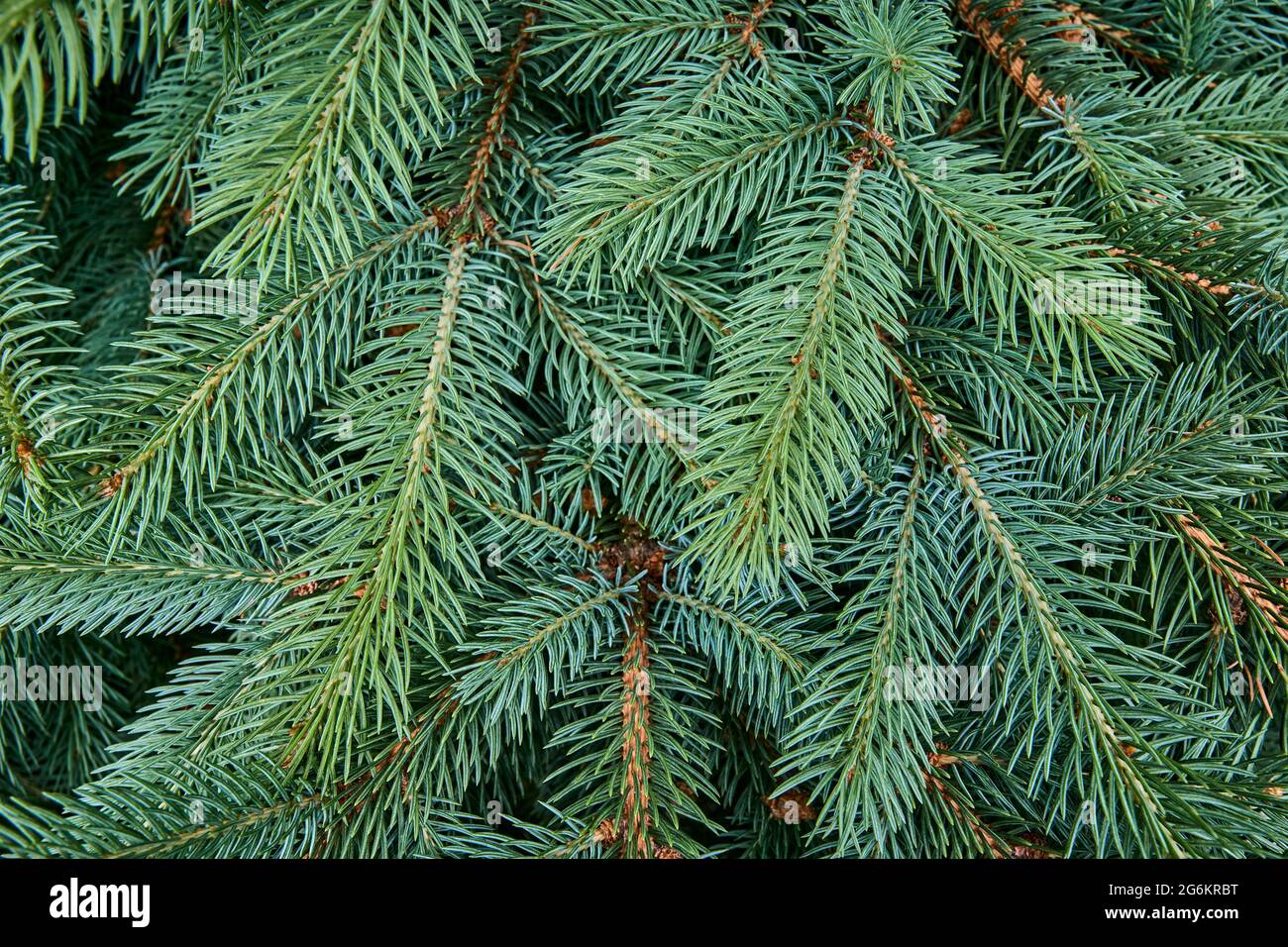 Branches of blue spruce. Texture of coniferous trees as plant ...