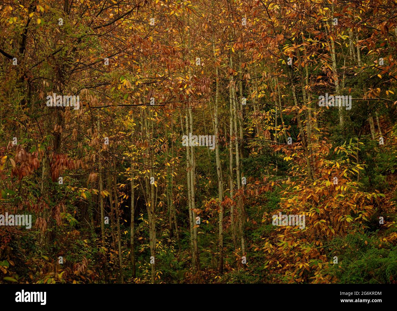 árbol de castaño hi-res stock photography and images - Alamy