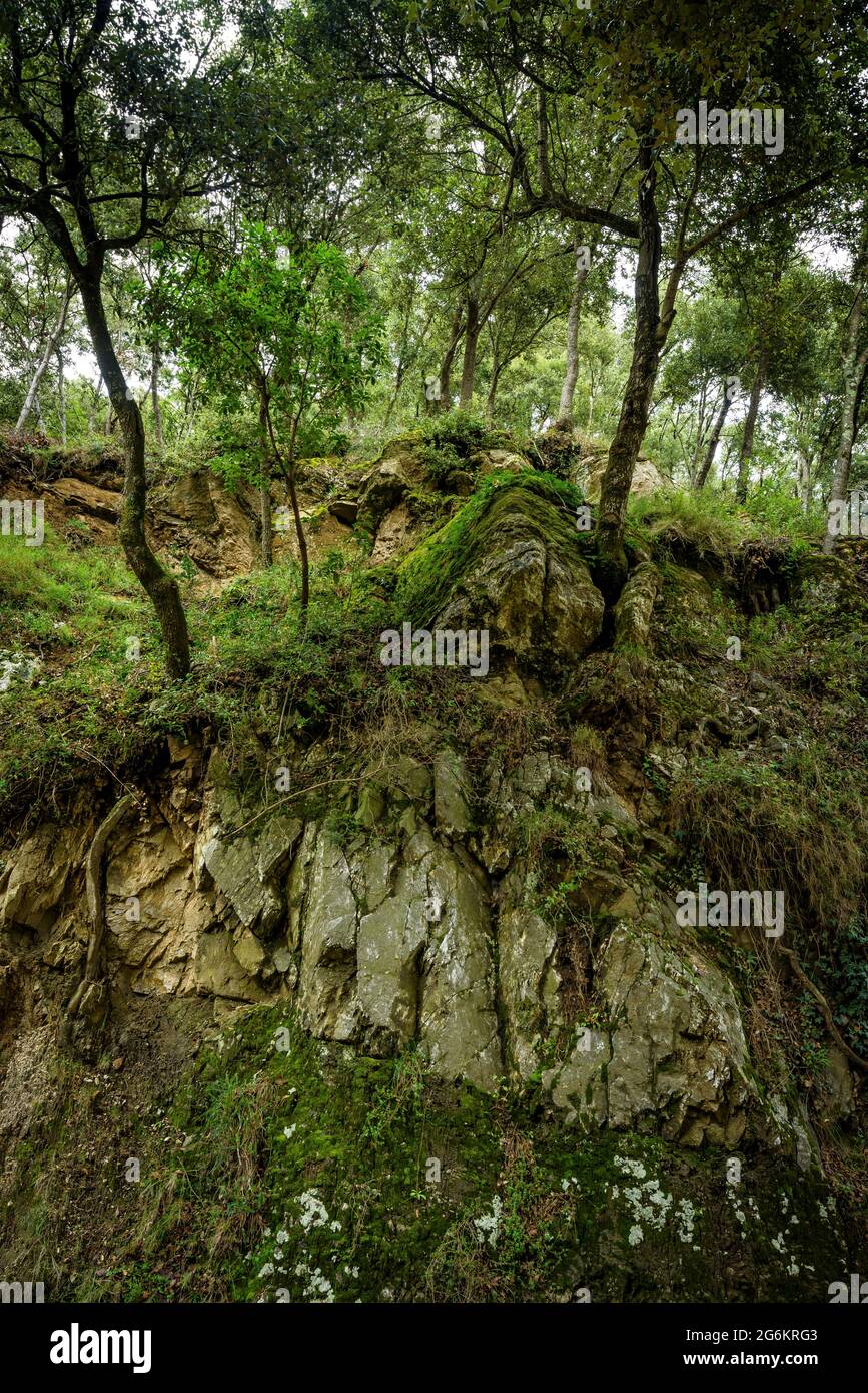 Planta de encina hi-res stock photography and images - Alamy