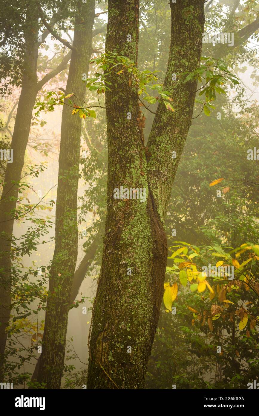 Detail of leaves and forest in the Montnegre Corredor Natural Park ...