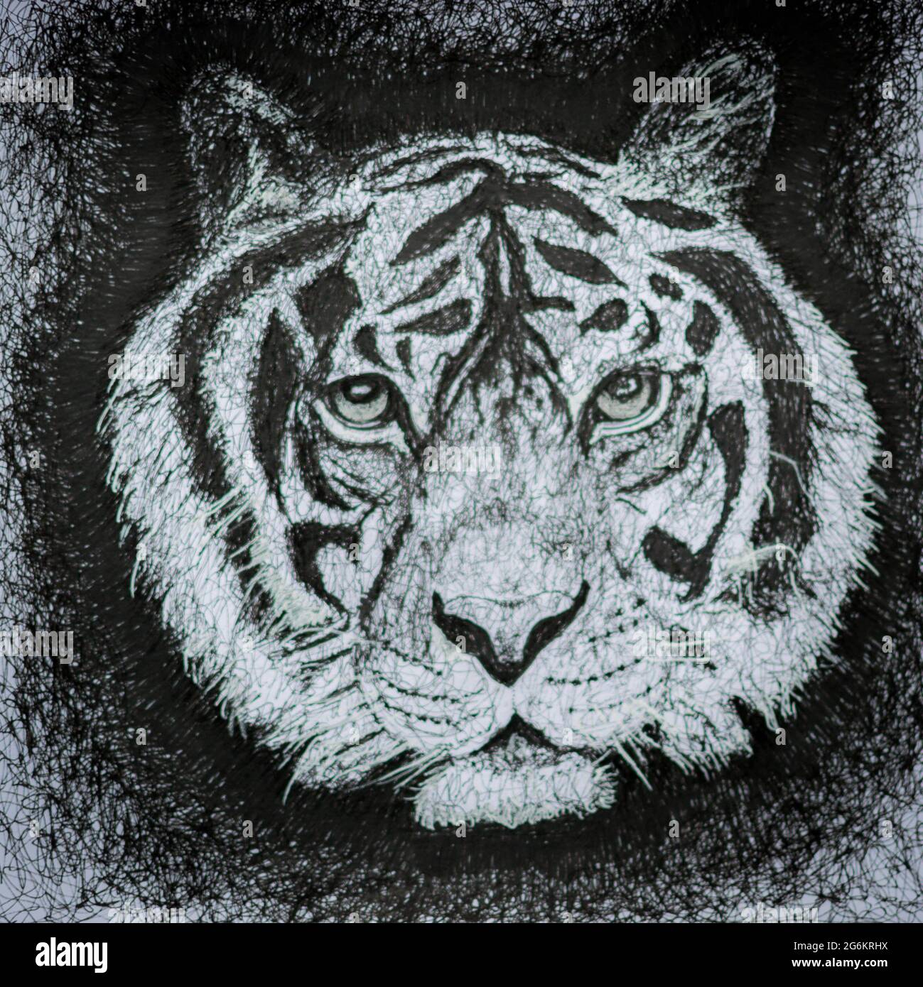 Dreamy tiger drawing hi-res stock photography and images - Alamy