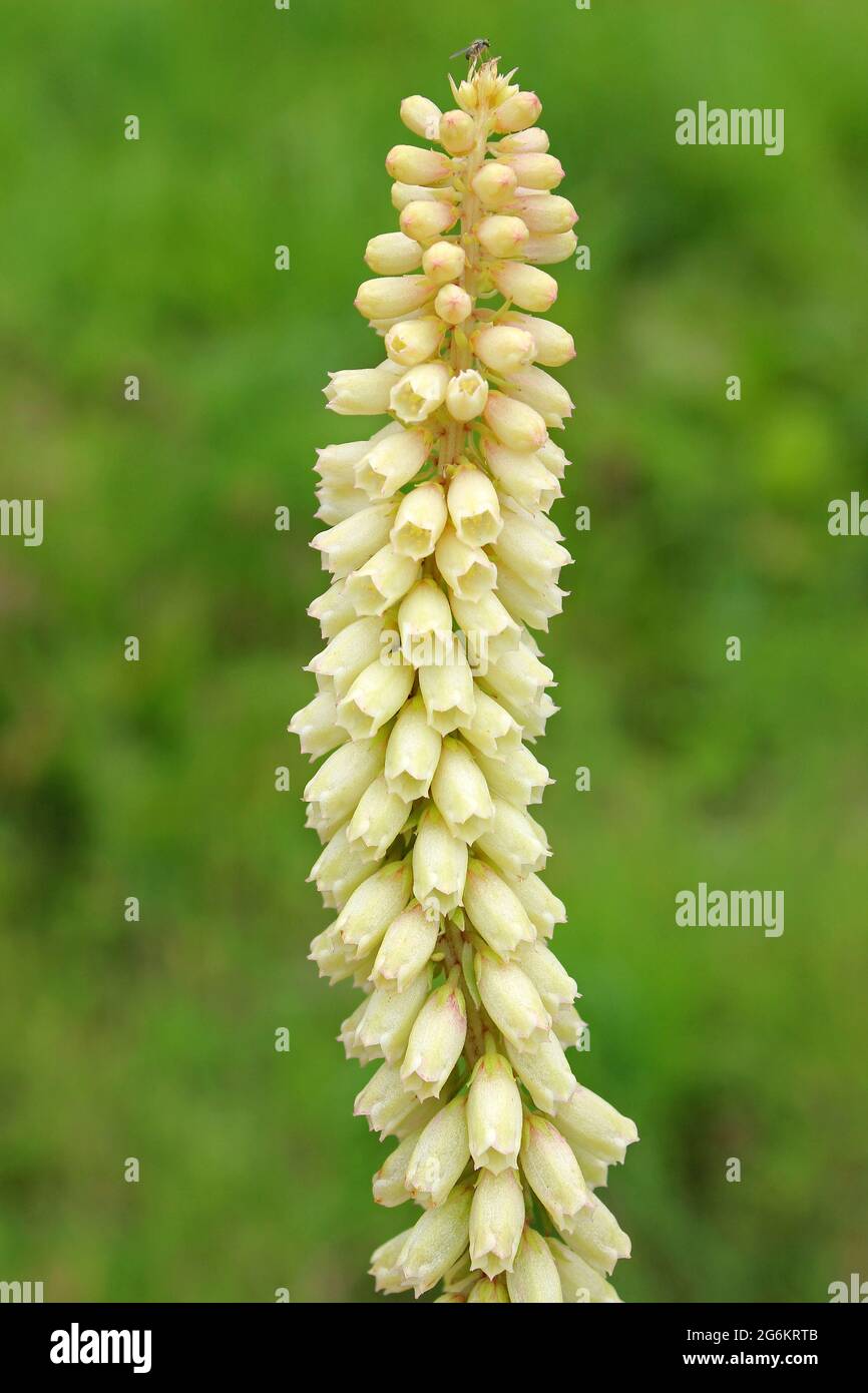 Wall Pennywort a.k.a. Navelwort or Penny Pies Umbilicus rupestris Stock ...
