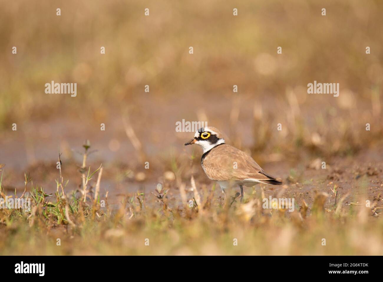 Little Ringed Plover, Charadrius dubius in a marshy area, Bhigwan ...