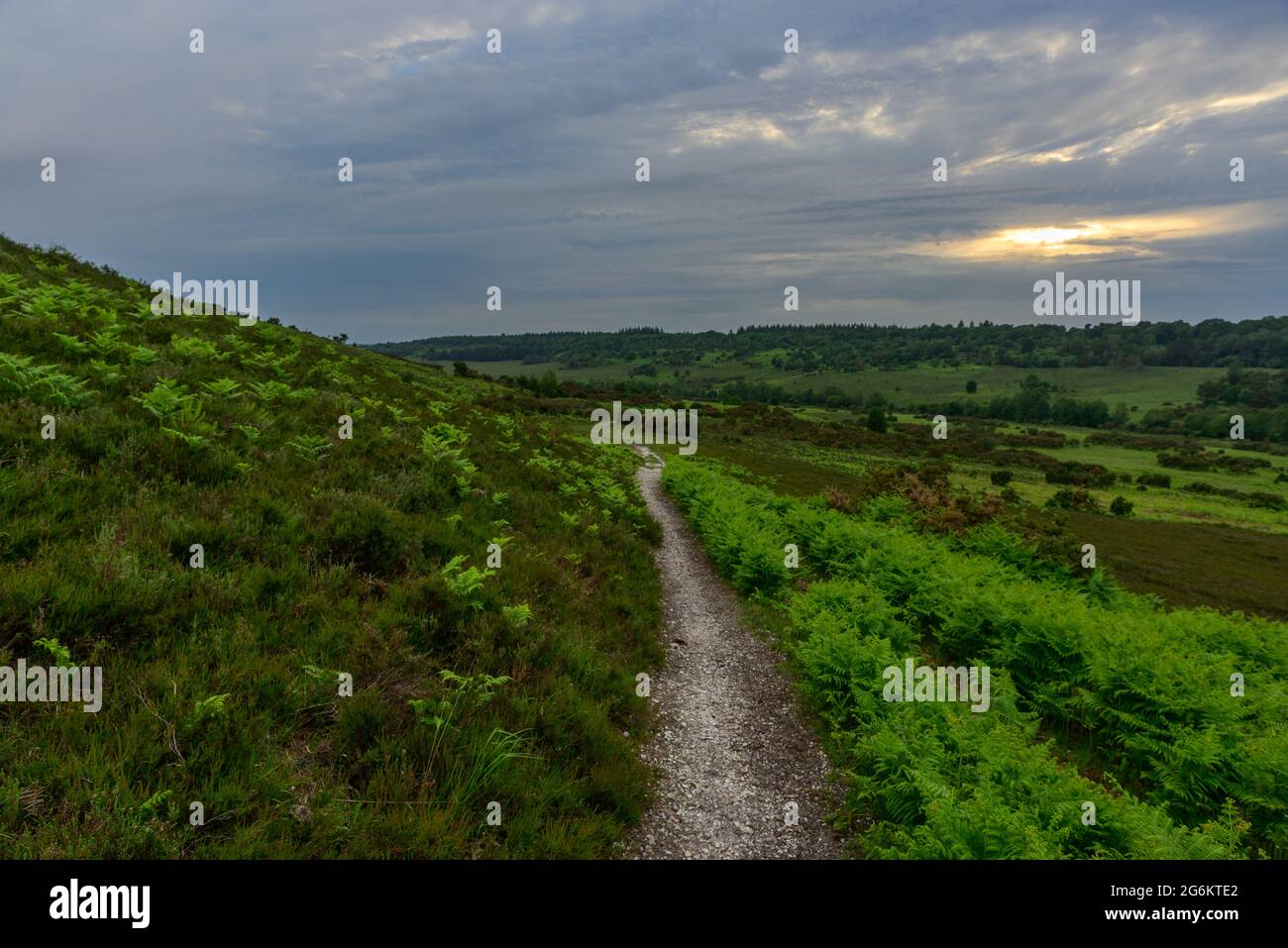 New Forest footpath through green open countryside on a summer evening ...