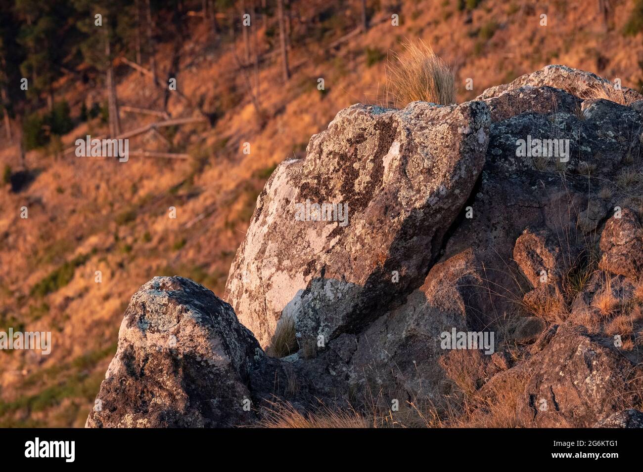 Soft morning light hitting plant hi-res stock photography and images ...