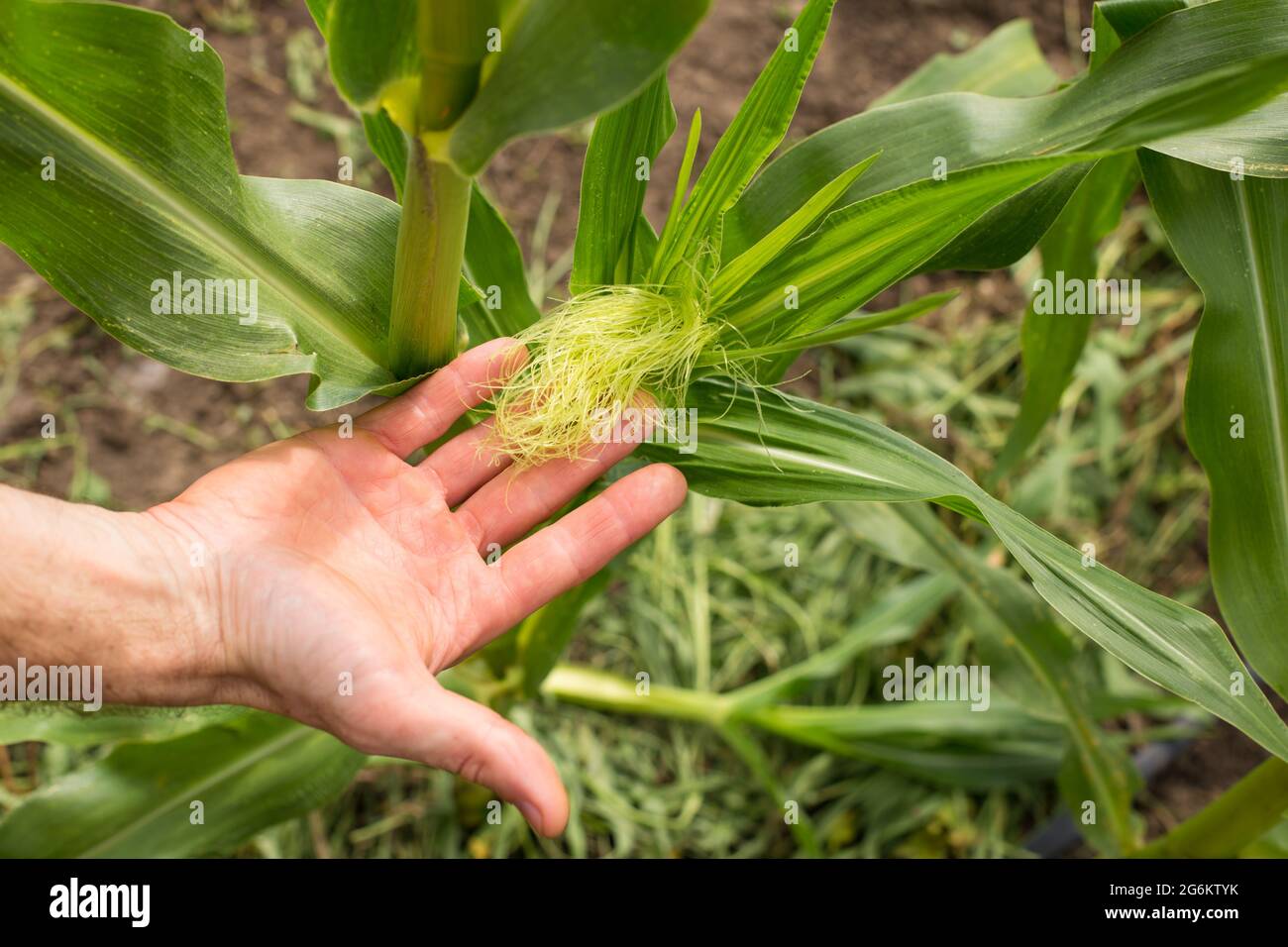 Hand pollination hi-res stock photography and images - Alamy