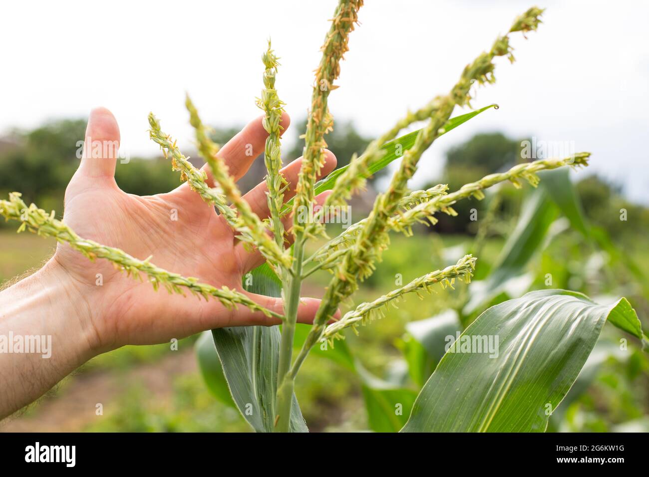 Corn stamen hi-res stock photography and images - Alamy
