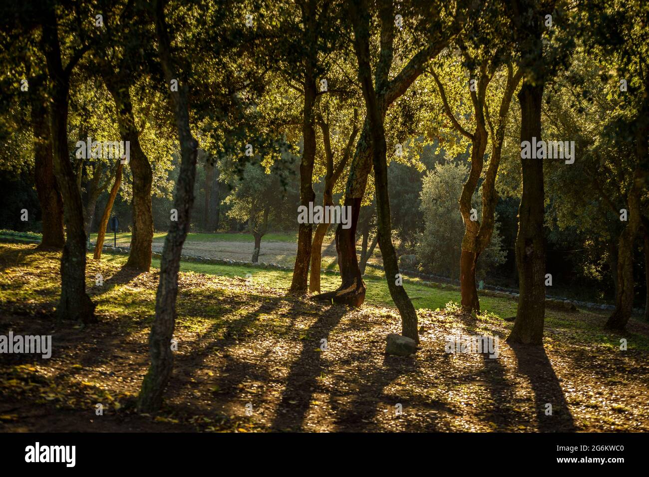 Holm oak forest with sunrays in backlight on the plain of the Corredor ...