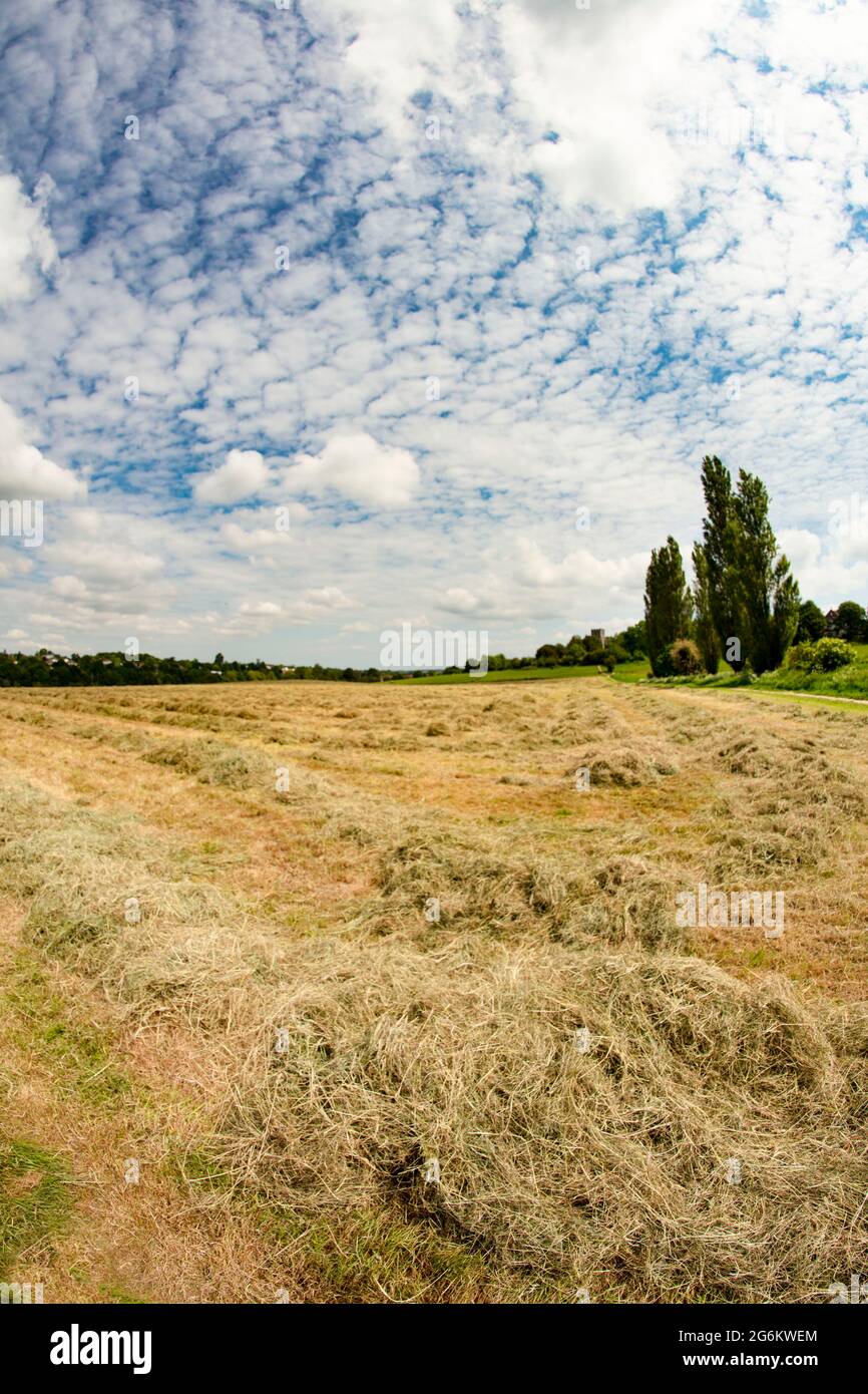 Wellbeing', simple open landscape with trees path and sunshine ...