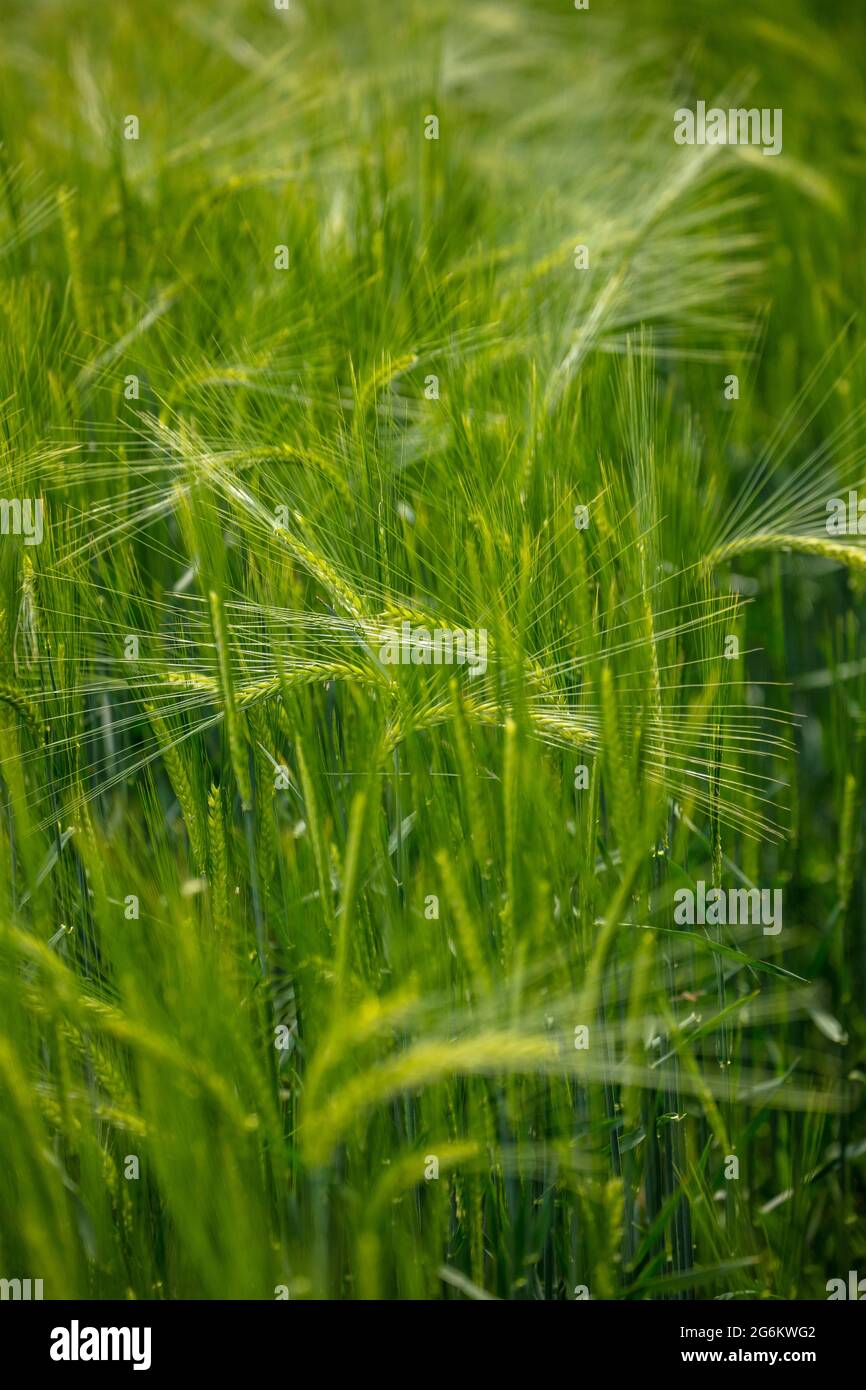 Close-up Barley (Hordeum vulgare) spikes ripening in bright sunshine ...