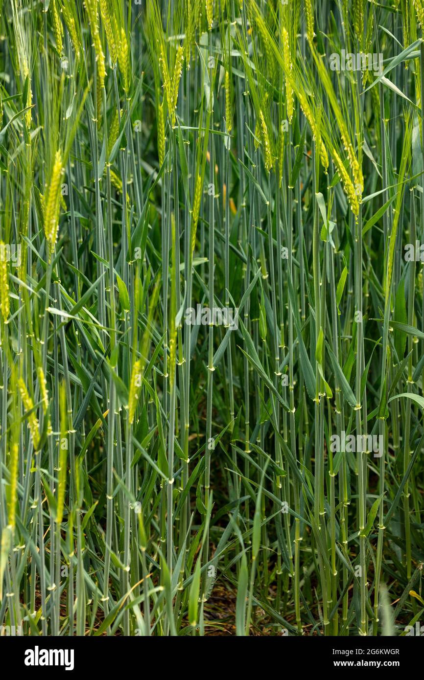 Close-up Barley (Hordeum vulgare) spikes ripening in bright sunshine ...