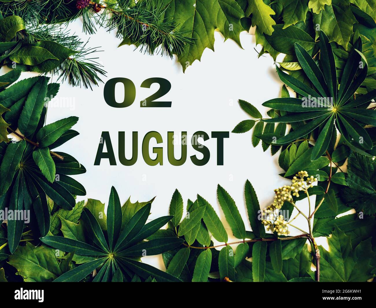 August 2, 2nd day of month. Composition of natural green leaves with ...