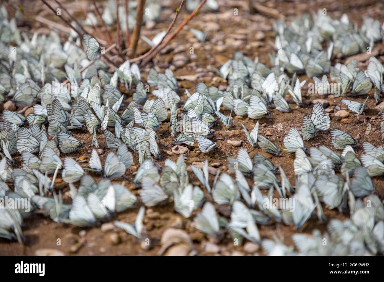 Russia butterfly hi-res stock photography and images - Alamy