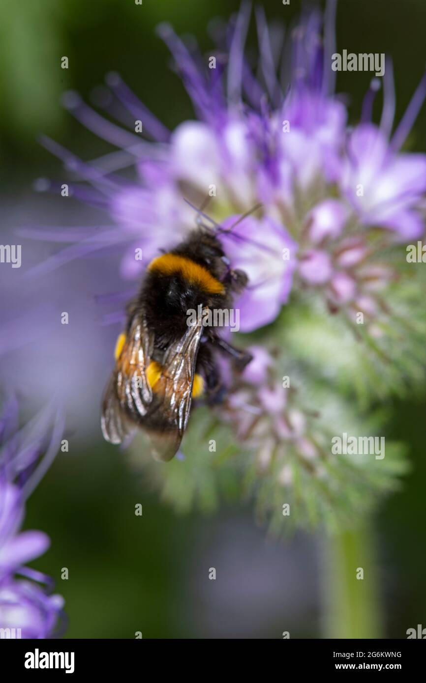 Bee on Phacelia tanacetifolia (lacy phacelia, blue tansy), natural ...