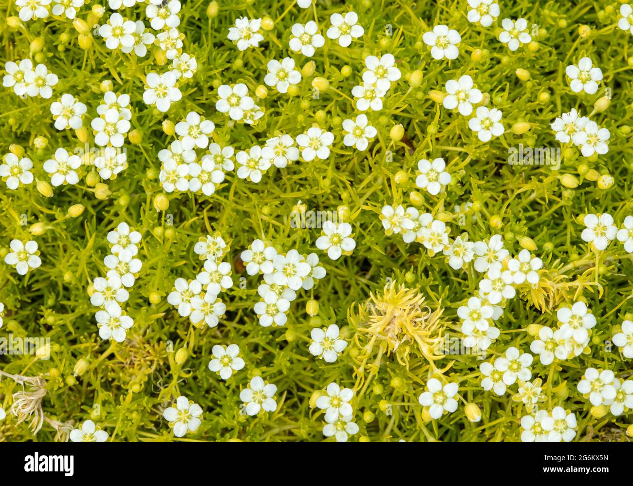 Sagina subulata aurea hi-res stock photography and images - Alamy