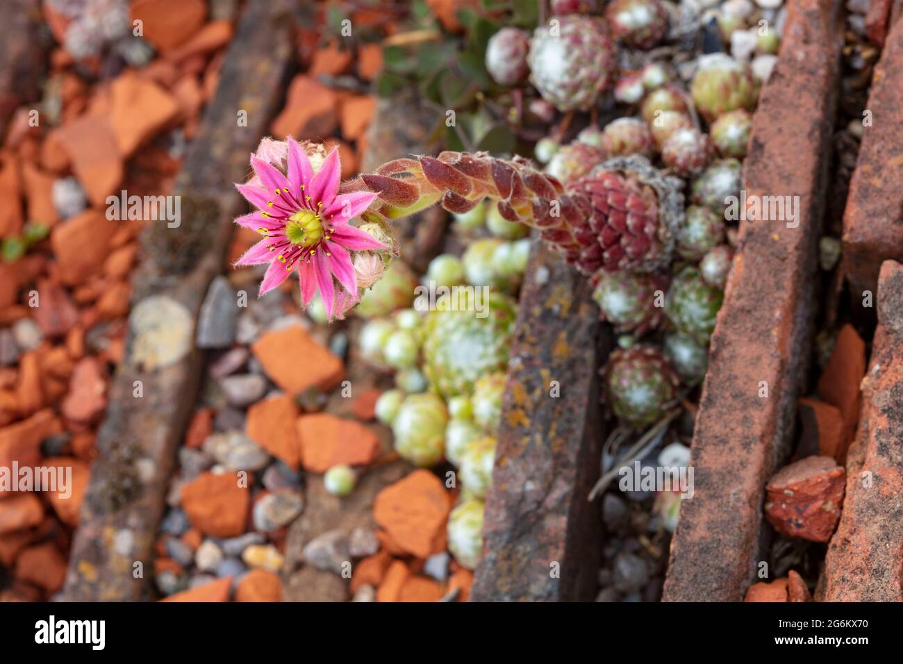 Sempervivum ‘Zinaler Rothern’ in flower Stock Photo - Alamy