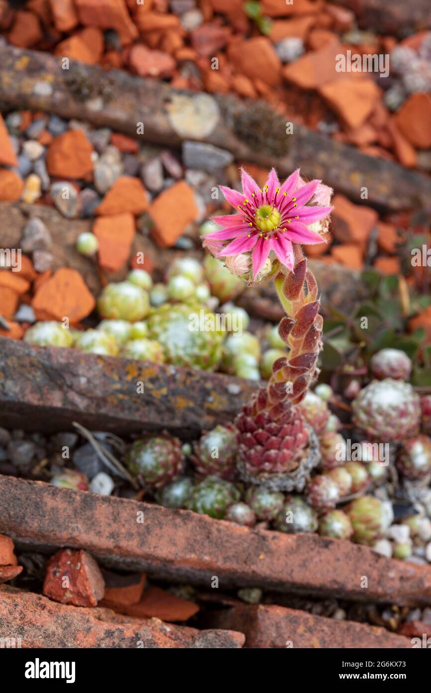 Sempervivum ‘Zinaler Rothern’ in flower Stock Photo - Alamy
