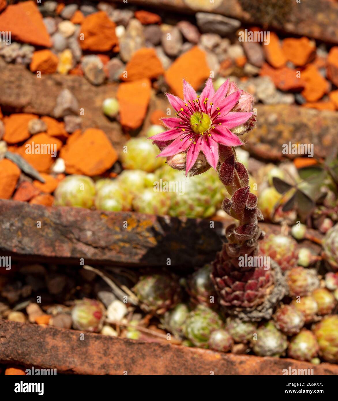 Sempervivum ‘Zinaler Rothern’ in flower Stock Photo - Alamy