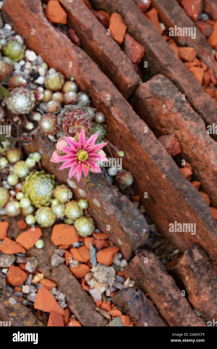 Sempervivum ‘Zinaler Rothern’ in flower Stock Photo - Alamy