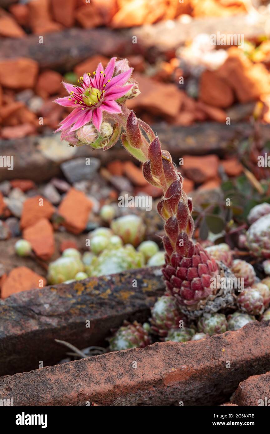 Mother hen and chicks plant hi-res stock photography and images - Alamy
