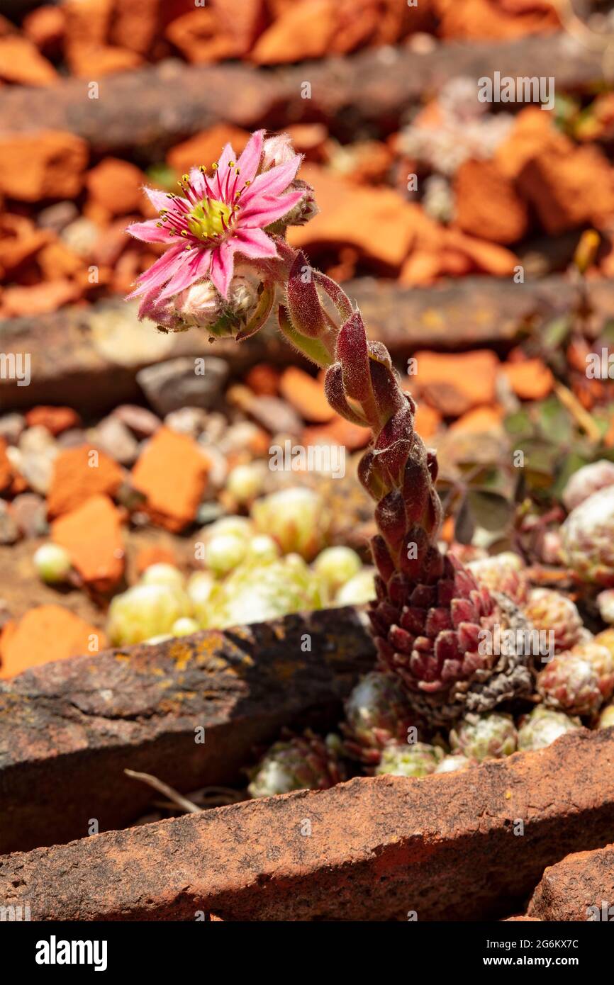 Sempervivum ‘Zinaler Rothern’ in flower Stock Photo - Alamy