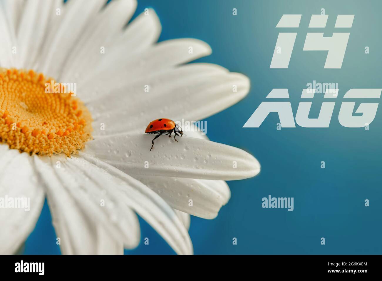 August 14, 14th day of month. Ladybug on petal of white flower. Summer ...