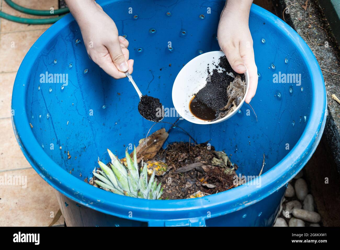 Coffee bean sprout hi-res stock photography and images - Alamy