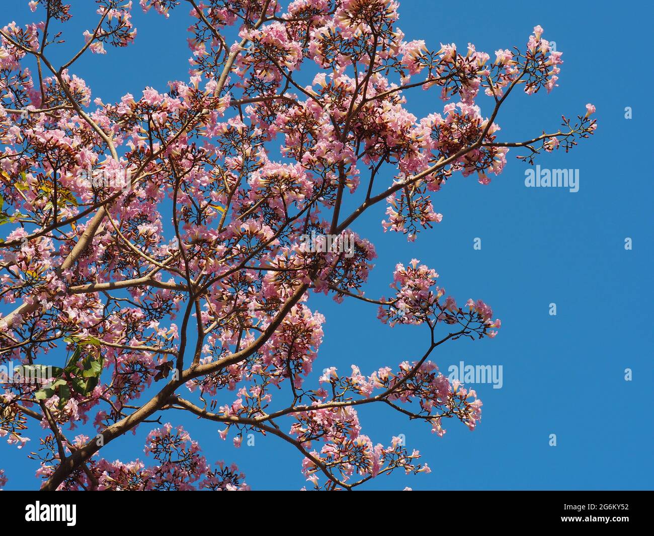 Tabebuia (Tabebuya) tree is in full bloom against a blue sky background ...