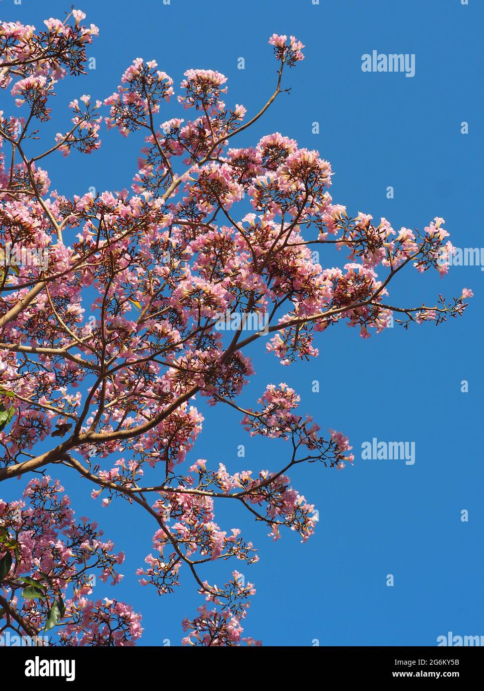 Tabebuia (Tabebuya) tree is in full bloom against a blue sky background ...