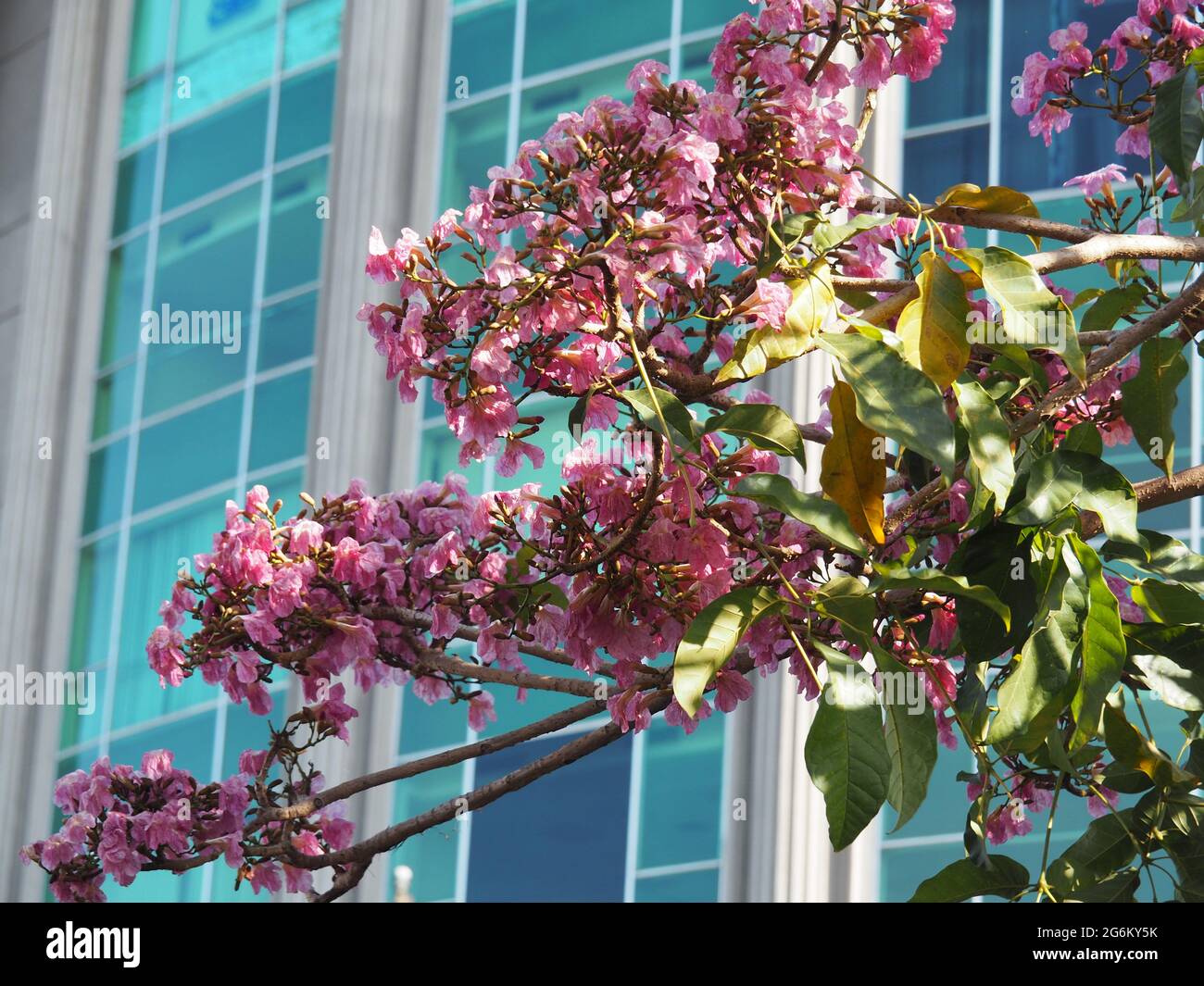Tabebuia (Tabebuya) tree is in full bloom against a blue sky background ...