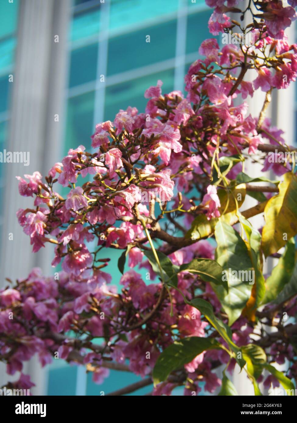 Tabebuia (Tabebuya) tree is in full bloom against a blue sky background ...