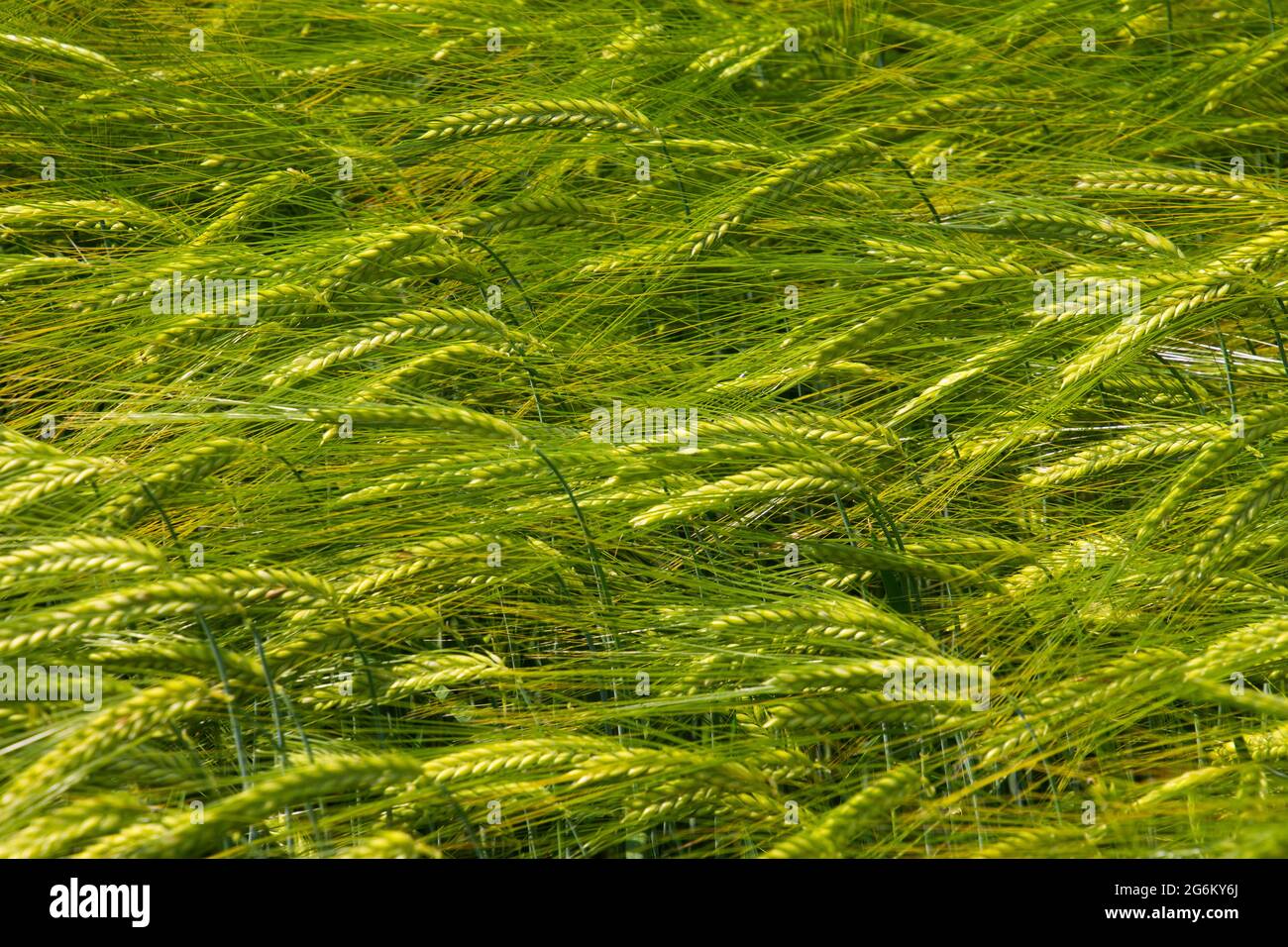 Close up of green wheat field for natural background Stock Photo - Alamy