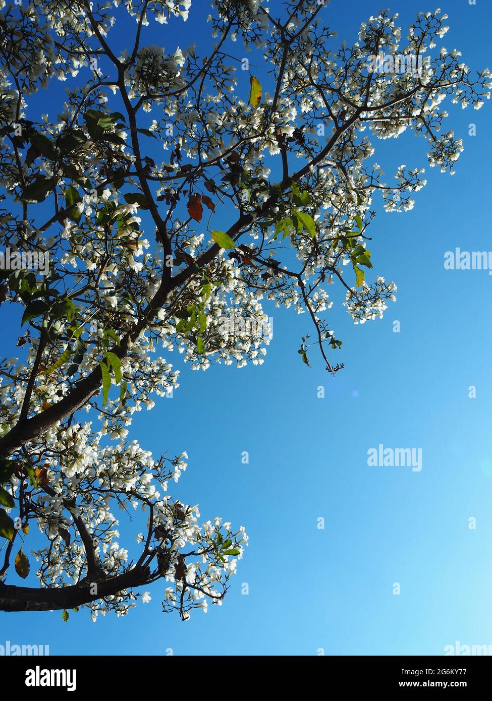 Tabebuia (Tabebuya) tree is in full bloom against a blue sky background ...