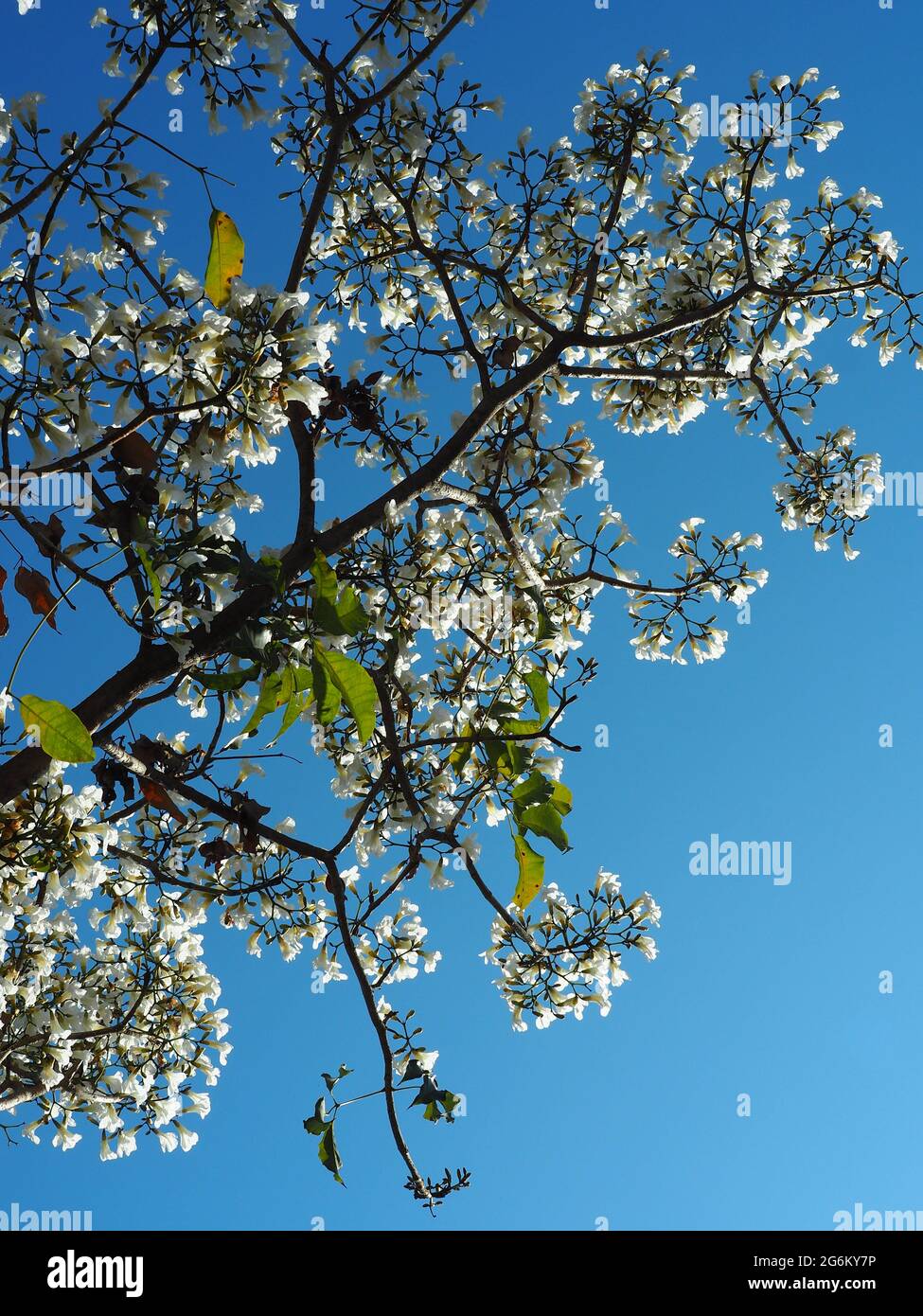 Tabebuia (Tabebuya) tree is in full bloom against a blue sky background ...