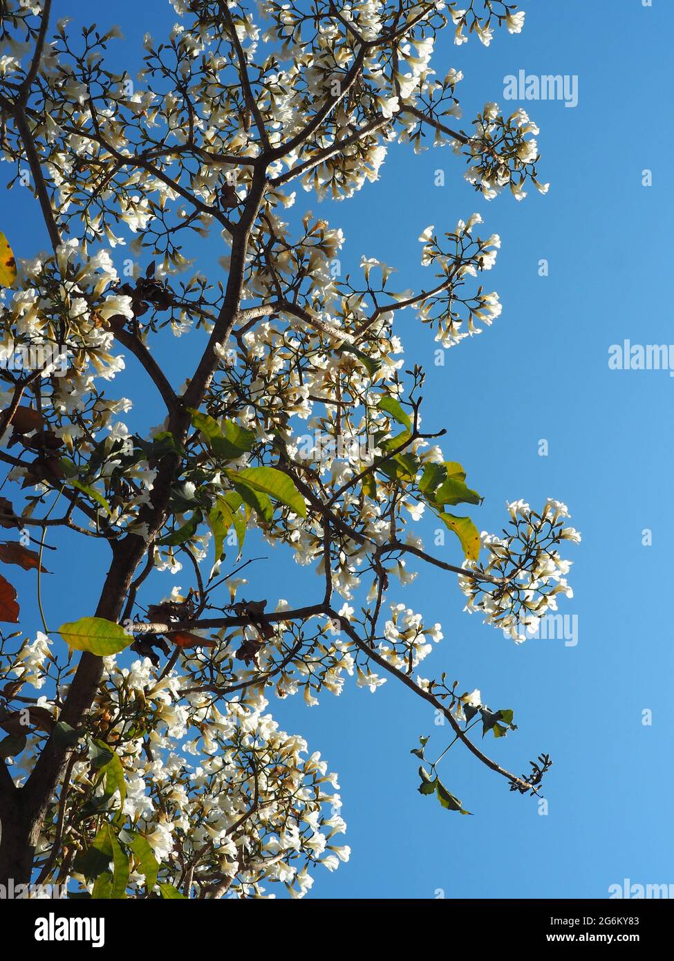 Tabebuia (Tabebuya) tree is in full bloom against a blue sky background ...